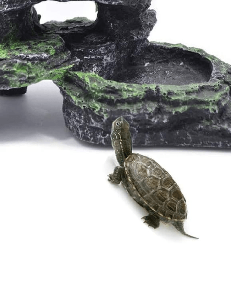 ¡Increíble truco para llevar tu tortuga en un avión en el 2024 ...