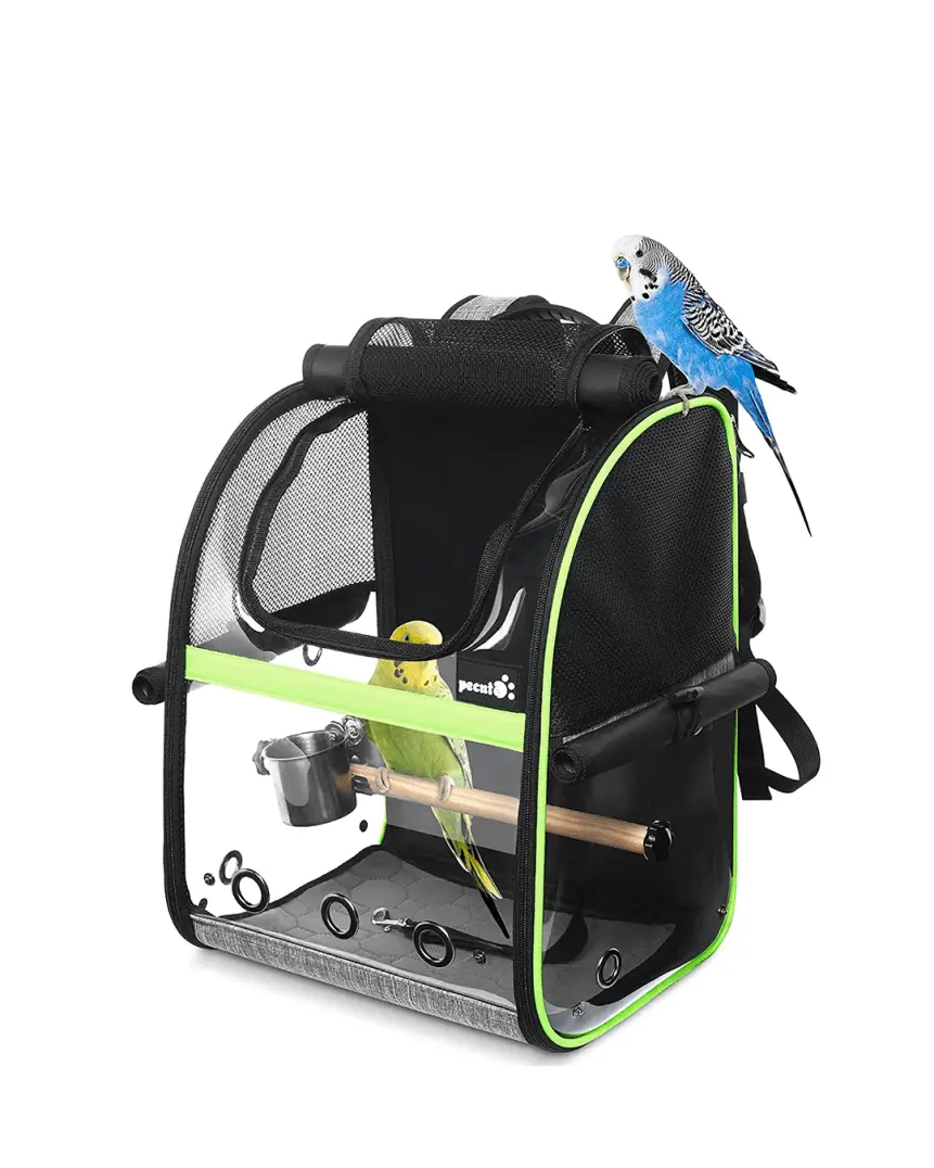 "Descubre si es posible llevar a tus mascotas aladas en tu próximo ...