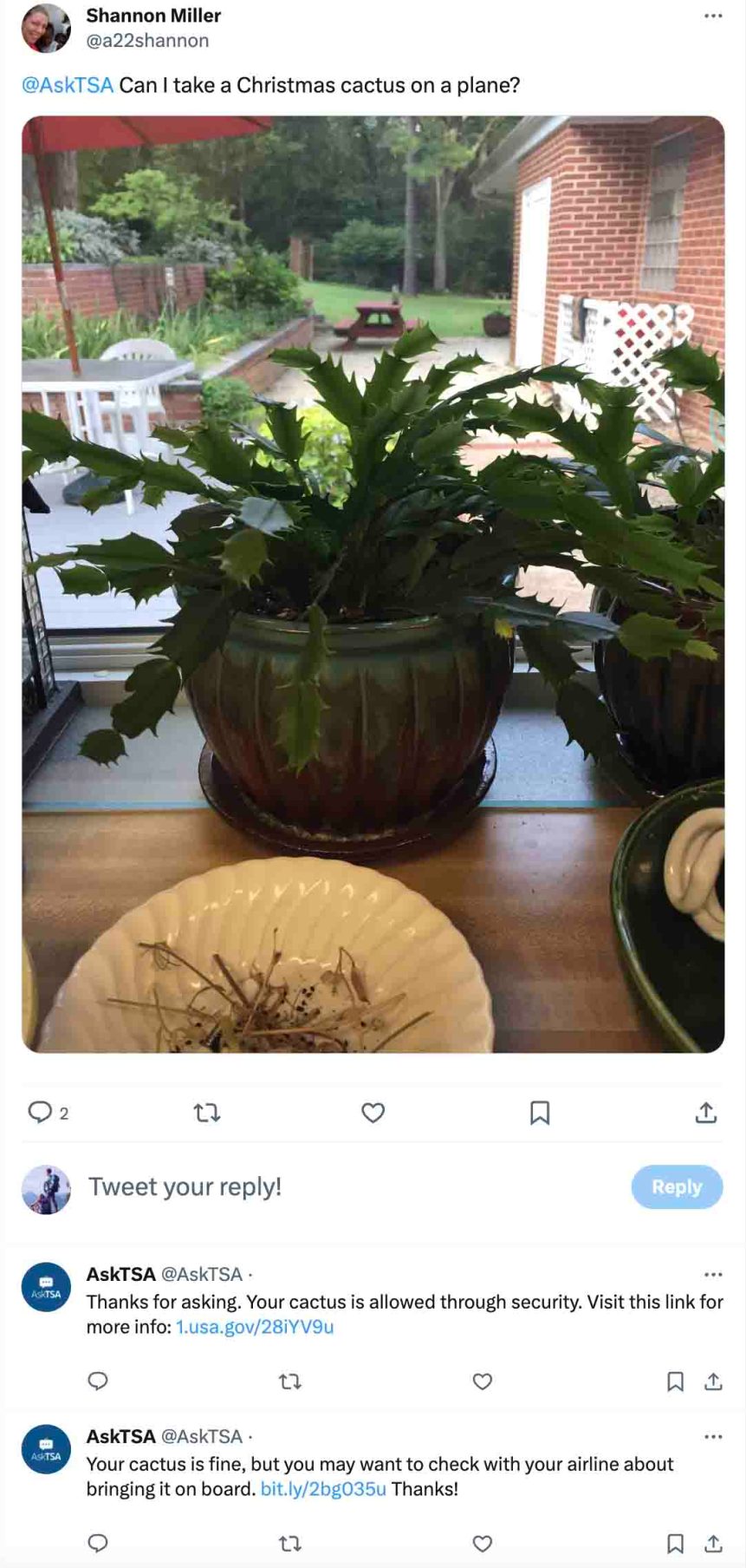 "Descubre si es legal llevar un cactus en tu equipaje de mano en el ...