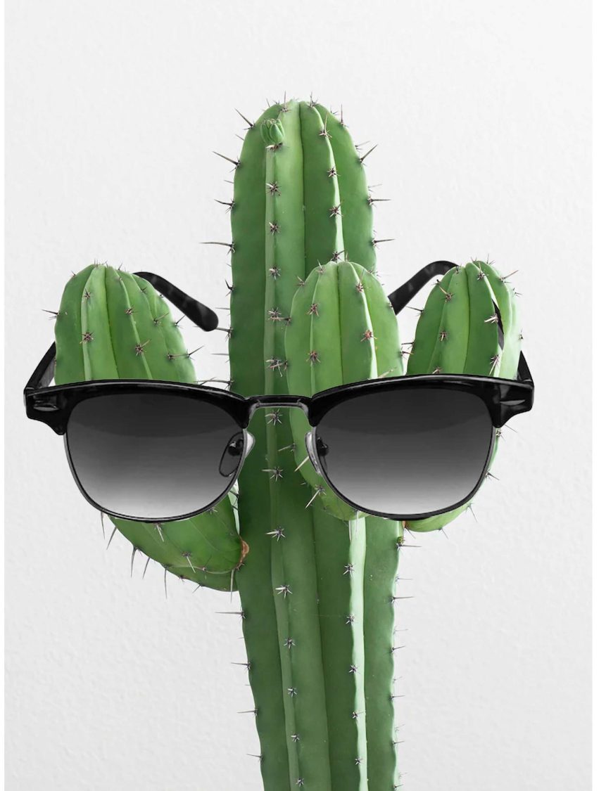 "Descubre si es legal llevar un cactus en tu equipaje de mano en el ...